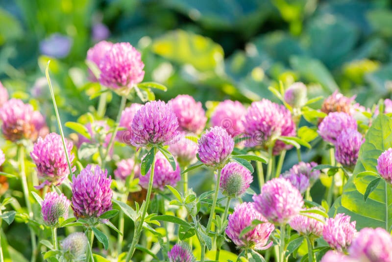 Beautiful Pink Flowers of Meadow Clover in the Rays of the Summer Sun ...