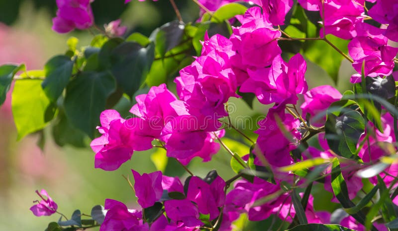 Beautiful Pink Flowers in Nature Stock Photo - Image of botany, bloom ...