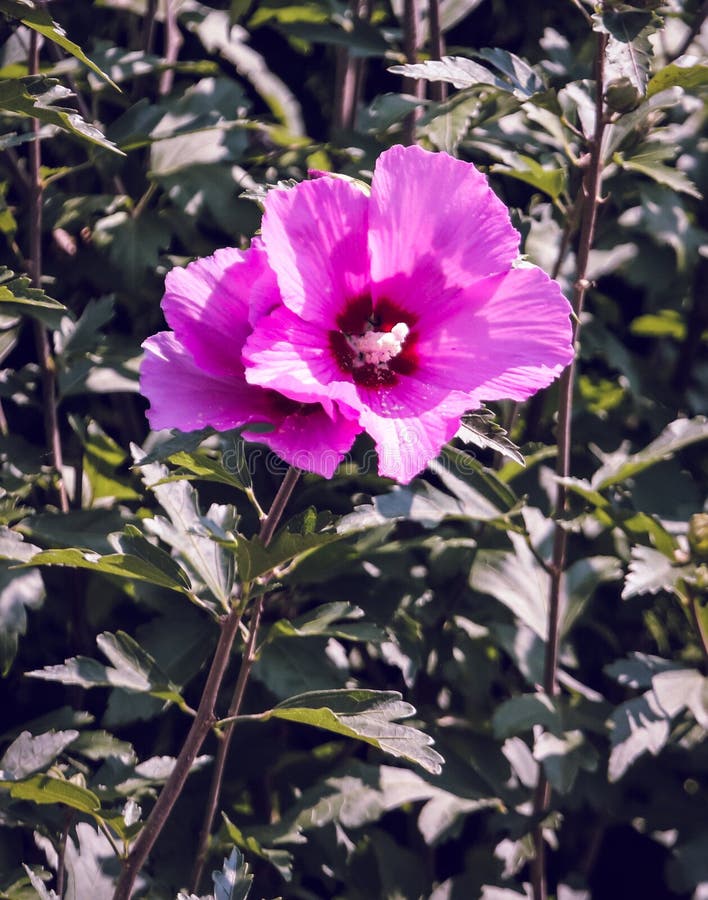 Beautiful Pink Flowers in the Park. Close-up. Stock Image - Image of ...
