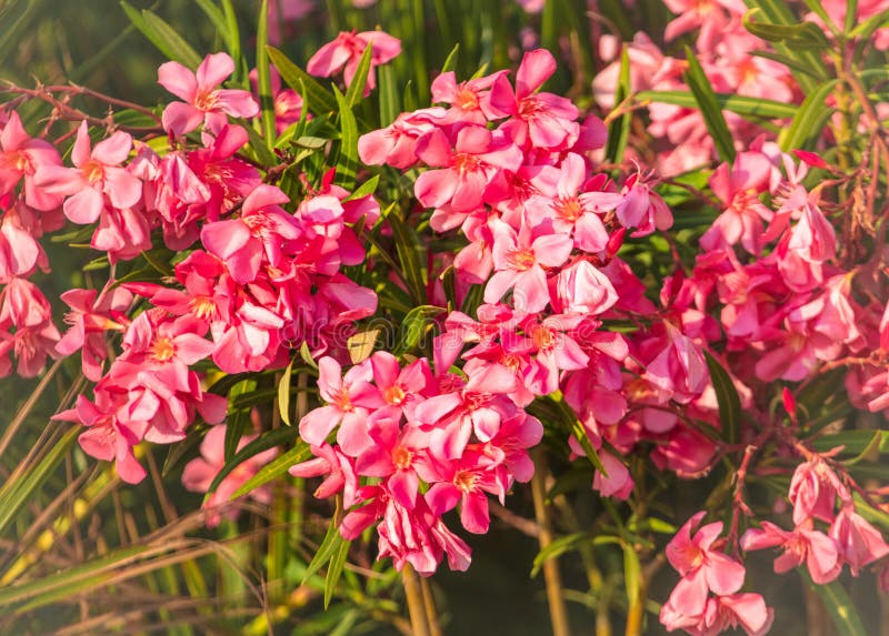 Beautiful Pink Flowers in the Park. Close-up. Stock Photo - Image of ...