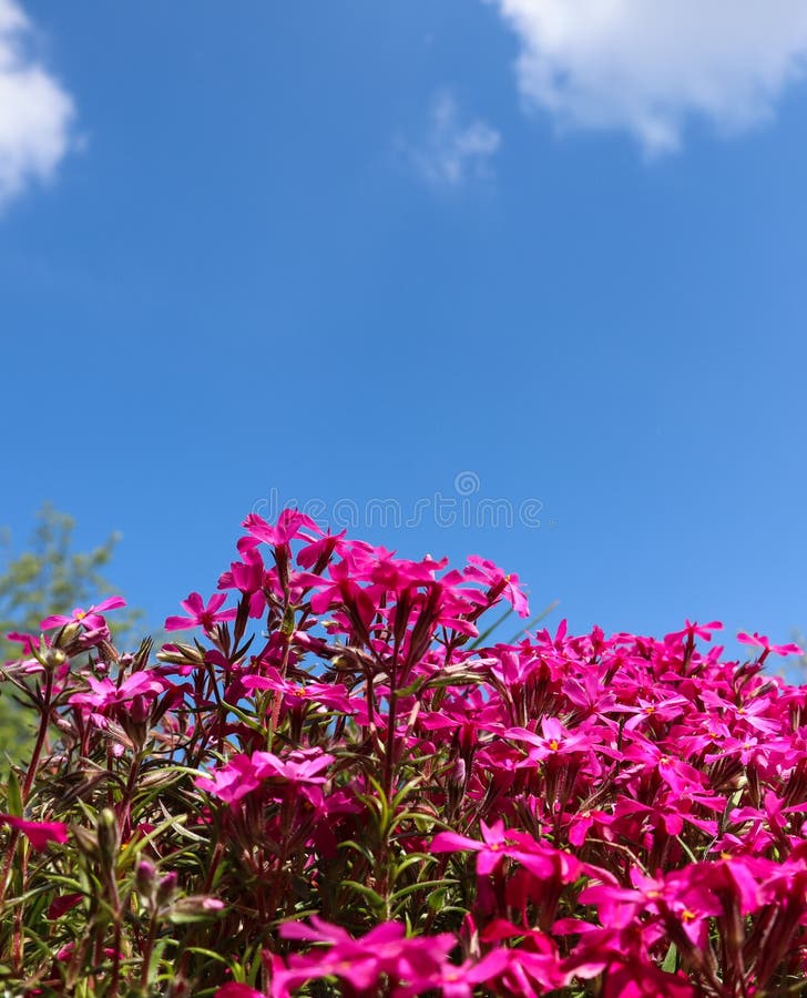 Beautiful Pink Flowers Phlox in Spring Against Blue Sky Stock Image ...
