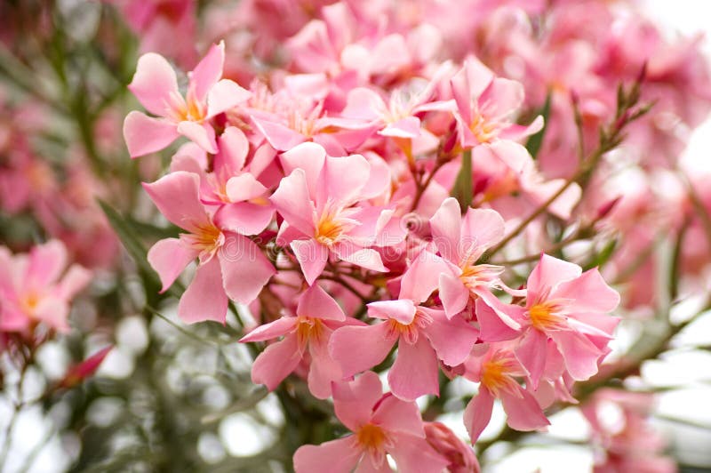 Beautiful pink flowers stock image. Image of romantic - 32738217