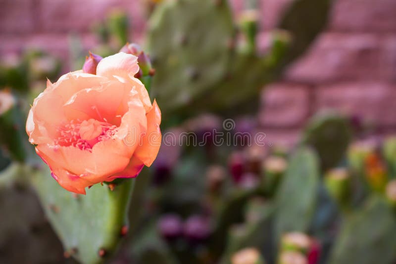 Beautiful Pink Flowers of a Spiny Cactus Stock Photo - Image of botanic ...