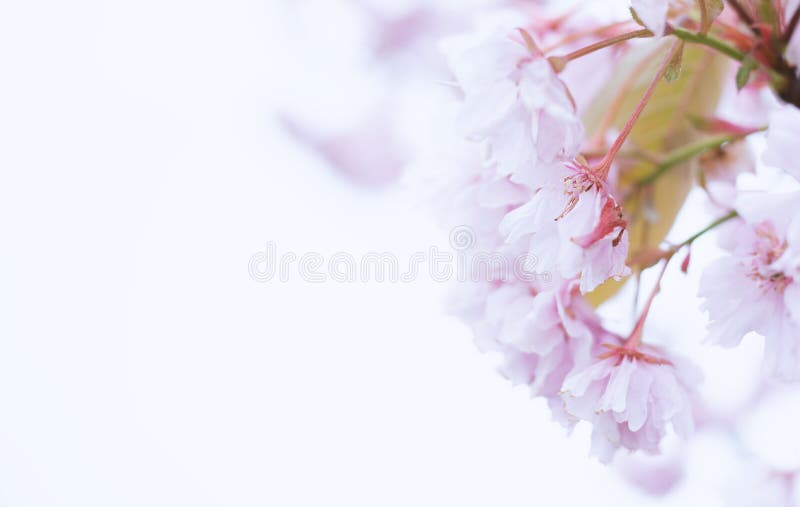Pink flowers in spring stock photo. Image of nature - 246989444