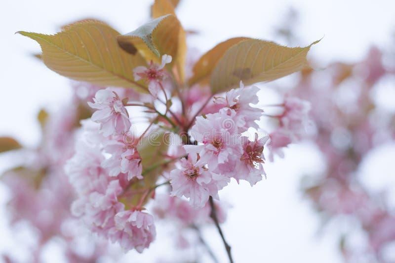 Pink flowers in spring stock photo. Image of leaf, pink - 246989780