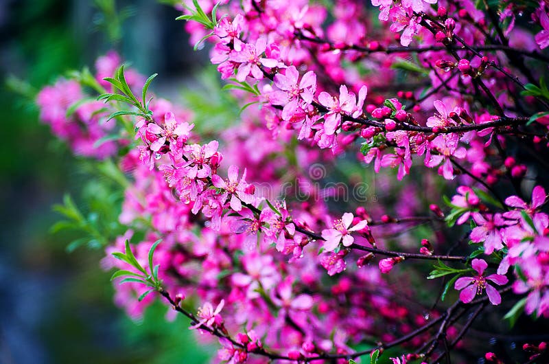 Beautiful Pink Flowers Spring Blossoms Stock Image - Image of blue ...