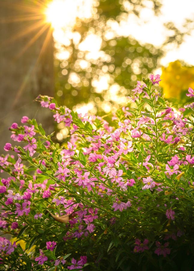 Beautiful Pink Flowers with Sun Rays at the Background Stock Photo ...