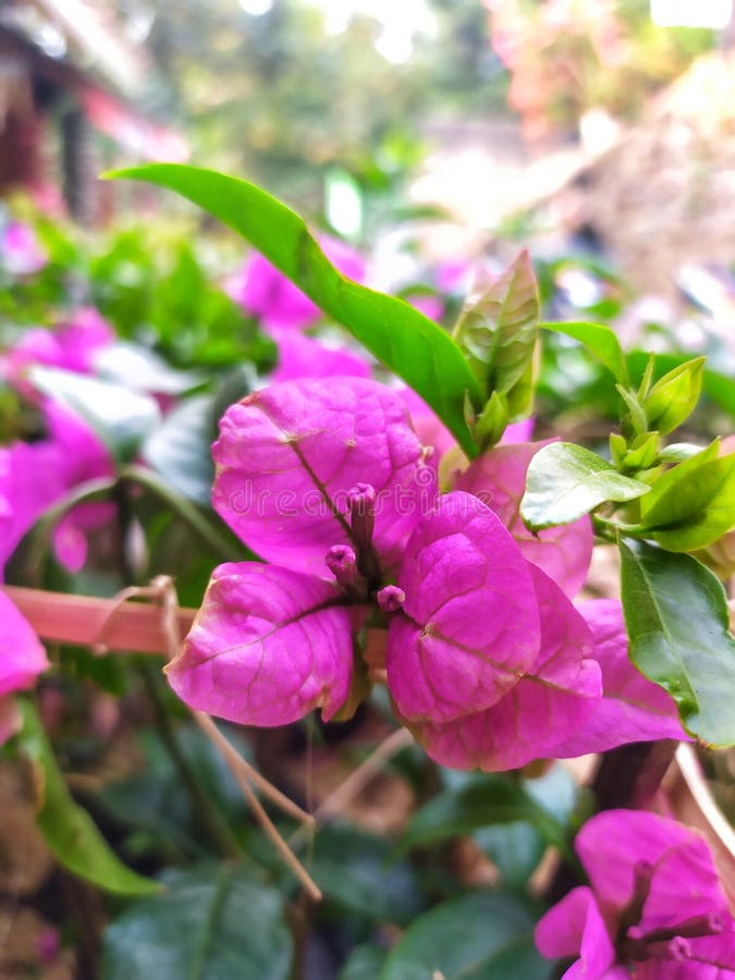 So Beautiful Pink Flowers that are Very Natural Stock Image - Image of ...