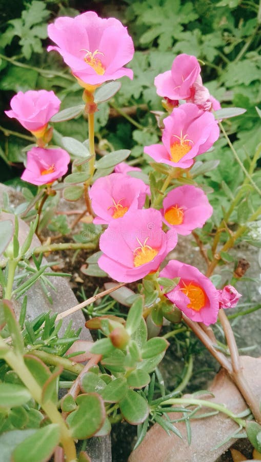 111 Beautiful Pink Follower Stock Photos - Free & Royalty-Free Stock ...