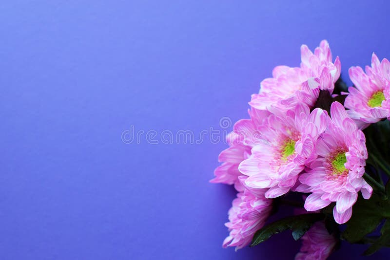 Beautiful Pink in Full Bloom on Pink Background. Copy Spase Stock Image ...
