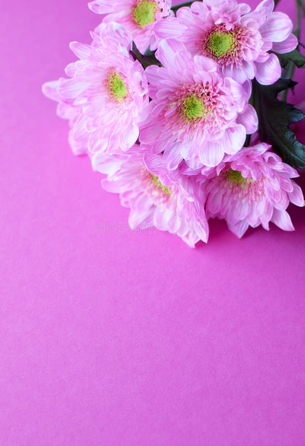 Beautiful Pink in Full Bloom on Pink Background. Copy Spase Stock Image ...