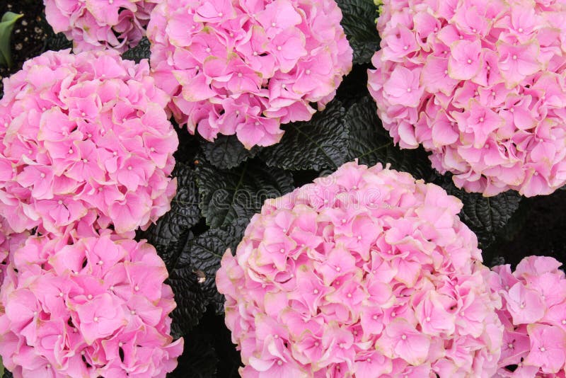 Beautiful Pink Fully Bloomed Hydrangeas Stock Photo - Image of texture ...