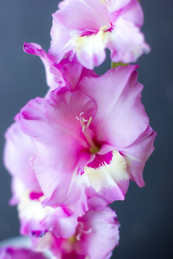 Beautiful Pink Gladiolus on a Blue Background Stock Image - Image of ...