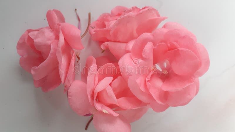 103 Beautiful Pink Henna Flowers Stock Photos - Free & Royalty-Free ...