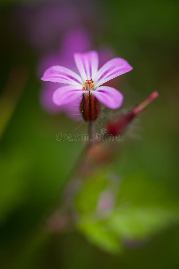 Beautiful Pink Herb Robert Flower on Green Blurred Background. Stock ...