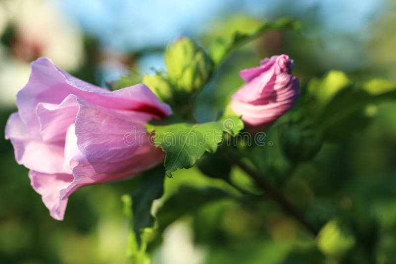 Beautiful Pink Hibiscus Buds Growing Outdoors, Closeup Stock Image ...