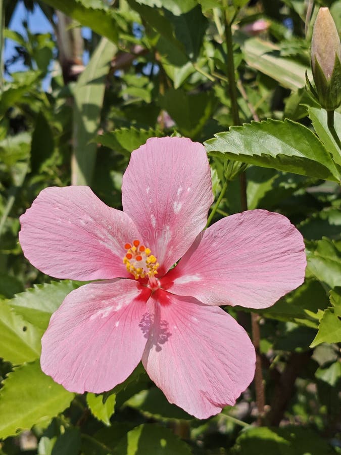 Beautiful Pink Hibiscus Flower Blooming Under Sunlight Stock Photo ...