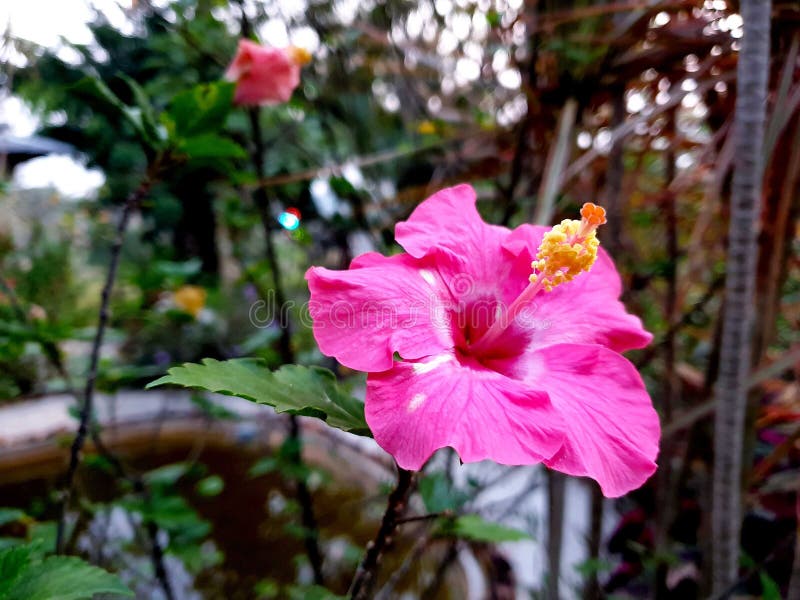 Beautiful Pink Hibiscus Flower Stock Photo - Image of nature, chinese ... Beautiful Pink Hibiscus Flower Stock Photo - Image of nature, chinese ...