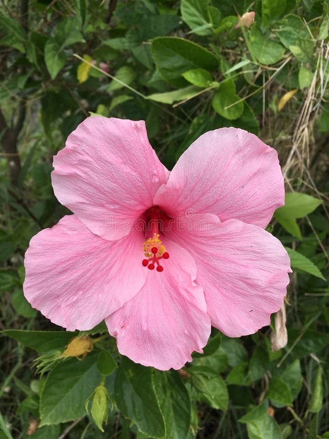 Beautiful Pink Hibiscus Flower in the Garden Stock Photo - Image of ... Beautiful Pink Hibiscus Flower in the Garden Stock Photo - Image of ...