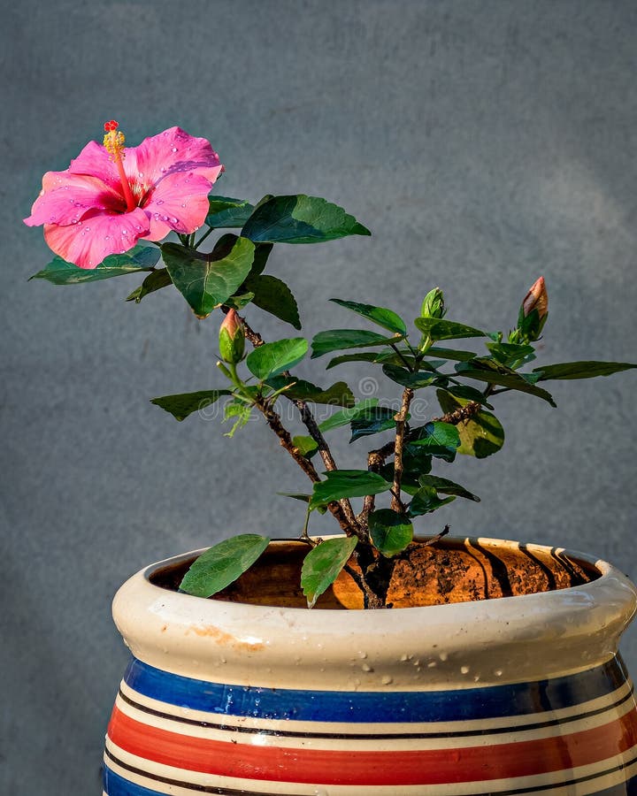 Beautiful Pink Hibiscus Flower & Plant in a Pot with Clear White Stock ...
