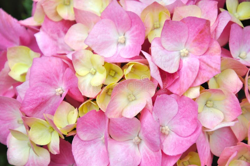 Beautiful Pink Hydrangea Bush Stock Image - Image of bloom, bush: 22936571