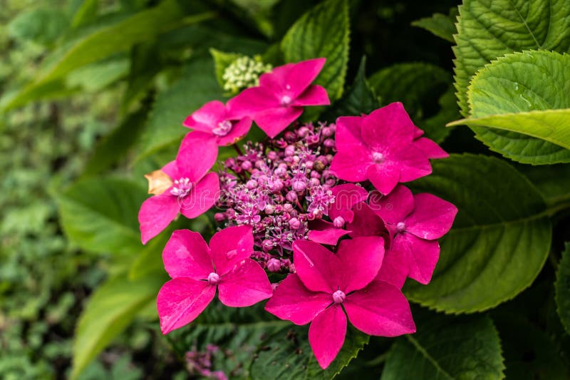 Beautiful Pink Hydrangea in a Garden, Hydrangea Macrophylla, Hortensius ...
