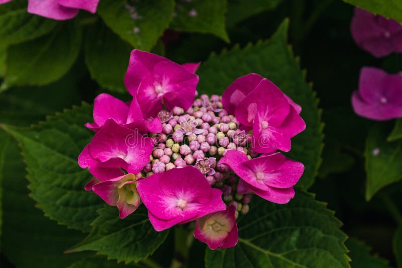 Beautiful Pink Hydrangea in a Garden, Hydrangea Macrophylla, Hortensius ...
