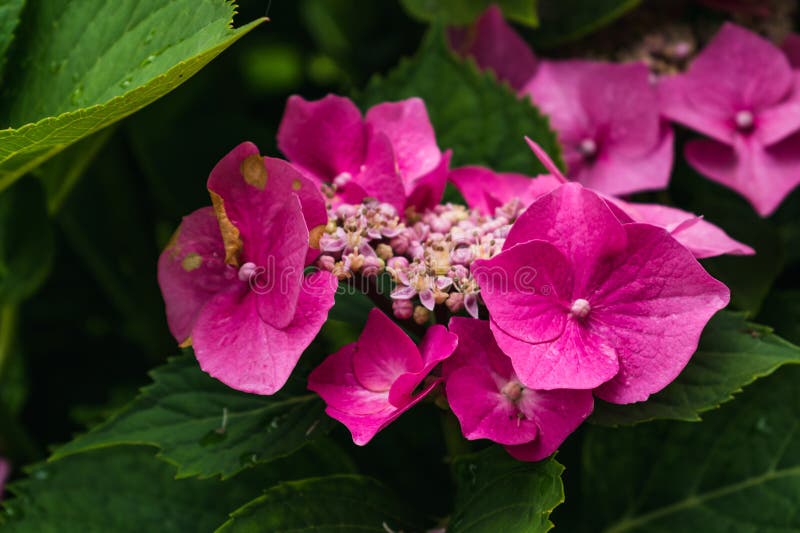 Beautiful Pink Hydrangea in a Garden, Hydrangea Macrophylla, Hortensius ...