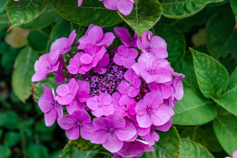 Beautiful Pink Hydrangea in a Garden, Hydrangea Macrophylla, Hortensius ...