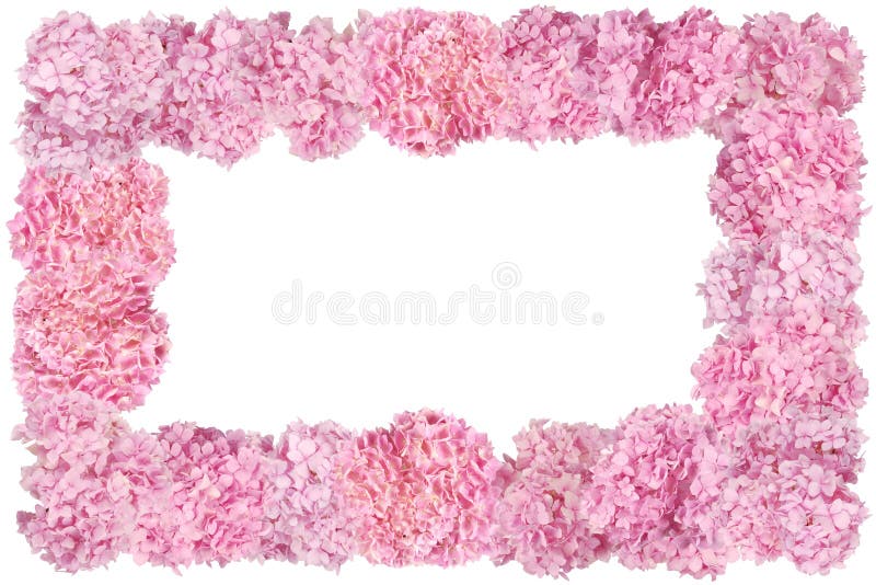 Beautiful Pink Hydrangeas Flower Frame. Stock Image - Image of details ...