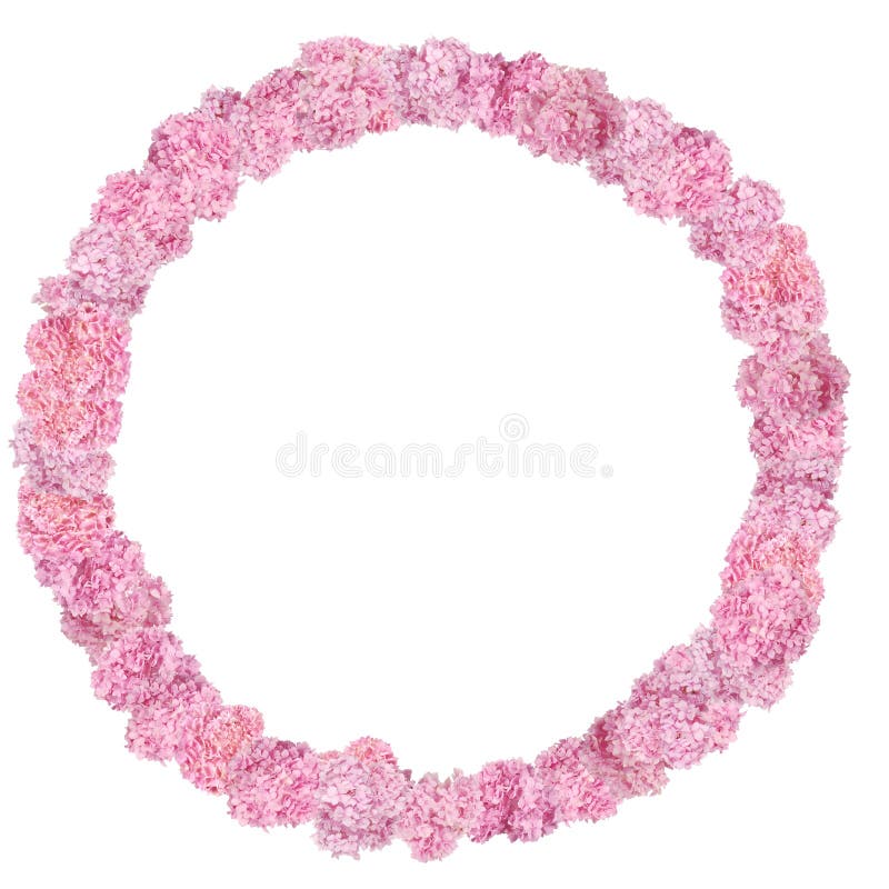 Beautiful Pink Hydrangeas Flower Frame. Stock Photo - Image of smelling ...