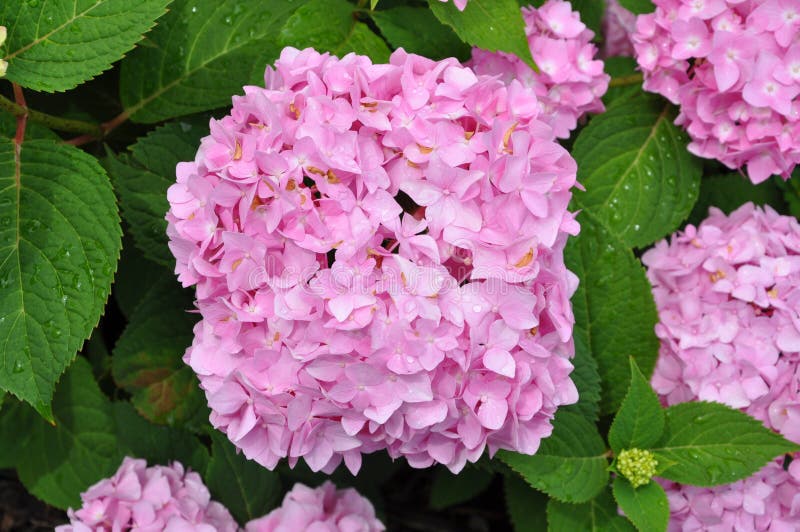 Spanish Pink Daisies stock photo. Image of leaves, fresh - 4911960