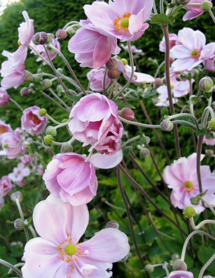 Beautiful Pink Japanese Anemone Flowers. Stock Image - Image of hybrida ...