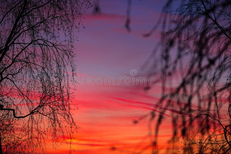 Beautiful Pink and Lilac Sunset and Tree Branches Stock Photo - Image ...