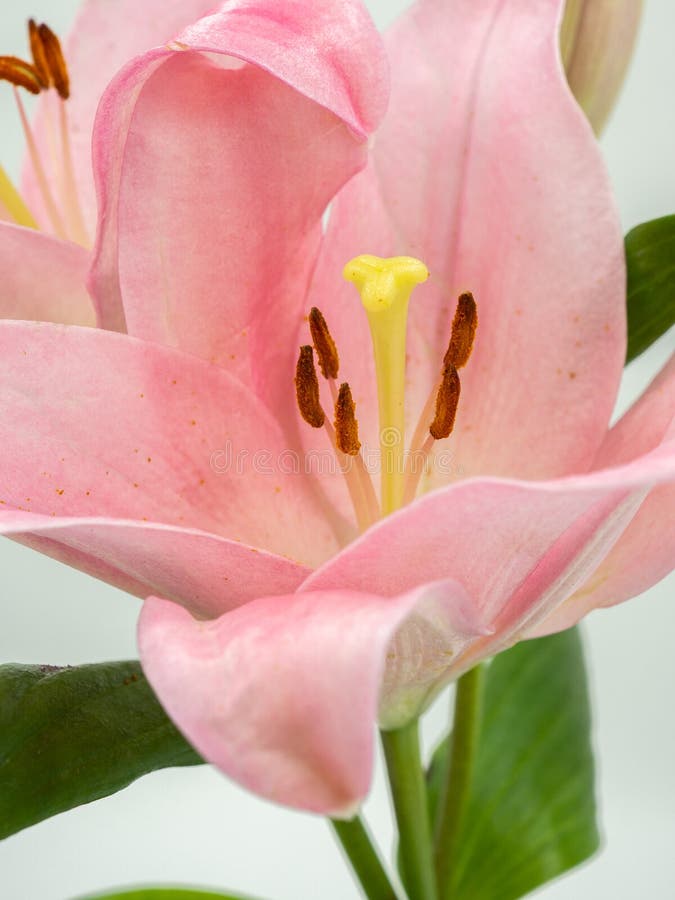 Beautiful Pink Lilium Flower on White Background Stock Image - Image of ...