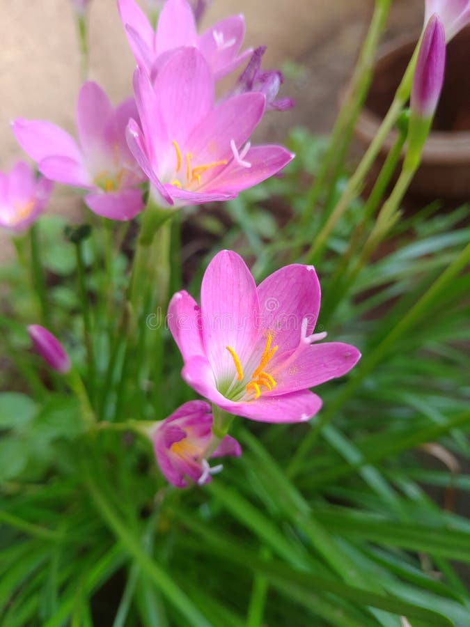 Beautiful Pink lilly stock image. Image of fragrant, elegant - 17329583