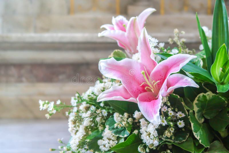 Beautiful pink lilly stock image. Image of decoration - 153522751