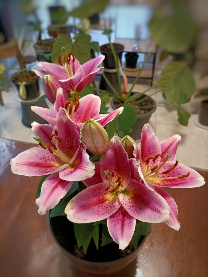 Beautiful Pink Lily in Early Spring Stock Photo - Image of multi ...