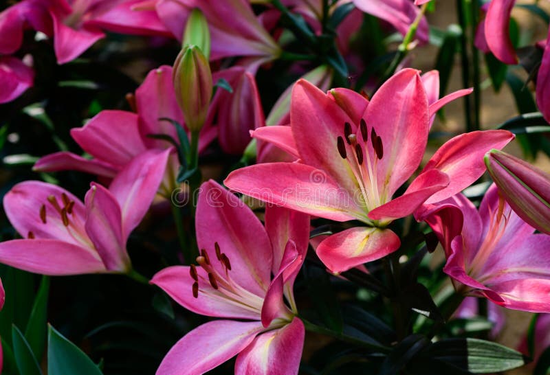 Beautiful Pink Lily Flower in Garden, Pink Flower Stock Image - Image ...