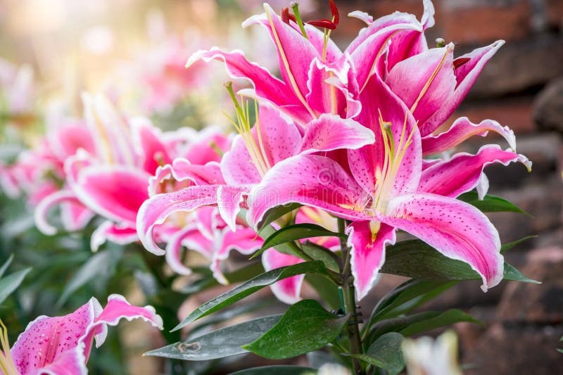Beautiful Pink Lily Flower in Garden, Pink Flower Stock Image - Image ...