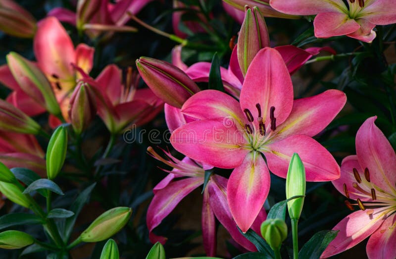 Beautiful Pink Lily Flower in Garden, Pink Flower Stock Image - Image ...