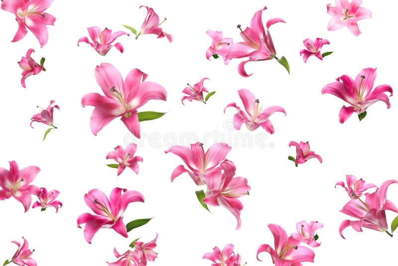 Beautiful Lily Flowers Falling White Background Stock Photos - Free ...