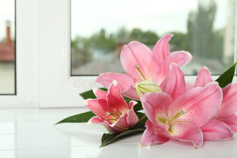 Beautiful Pink Lily Flowers on Window Sill Indoors, Space for Text ...