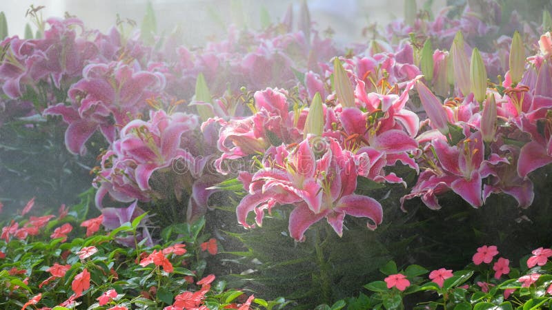 Beautiful Pink Lily in the Garden, Natural Background in Springtime ...