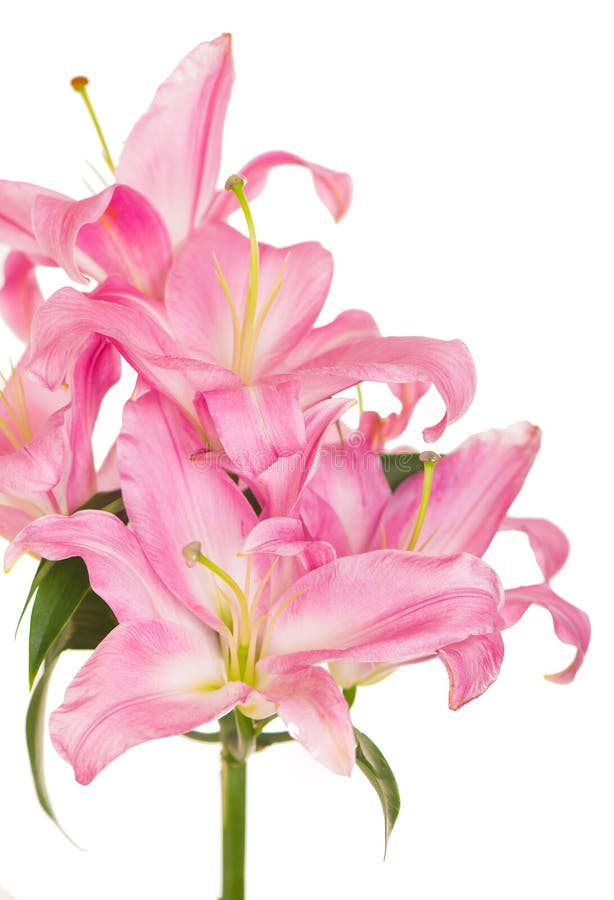 Beautiful Pink Lily, Isolated on the White Stock Image - Image of ...