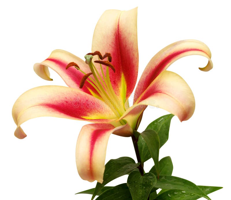 Beautiful pink lily tree stock image. Image of flower - 235890057