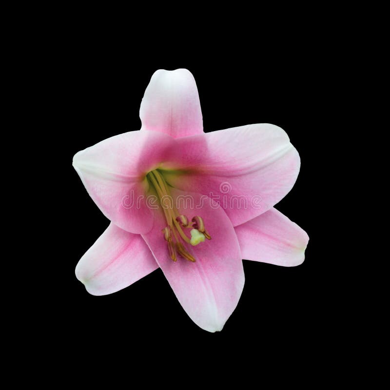 Beautiful Pink Lily Varieties Flower Stock Image - Image of celebration ...