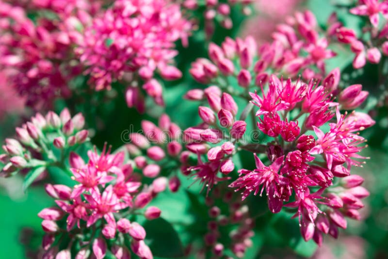 Beautiful Pink Little Flowers and Green Leaf Stock Photo - Image of ...