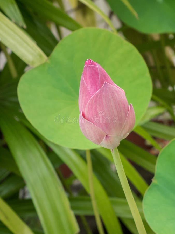 Beautiful pink lotus stock photo. Image of beautiful - 183904286