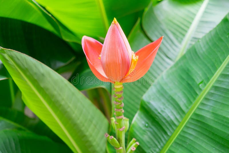 Beautiful Pink Lotus Banana Tree Stock Photo - Image of spring, bloom ...